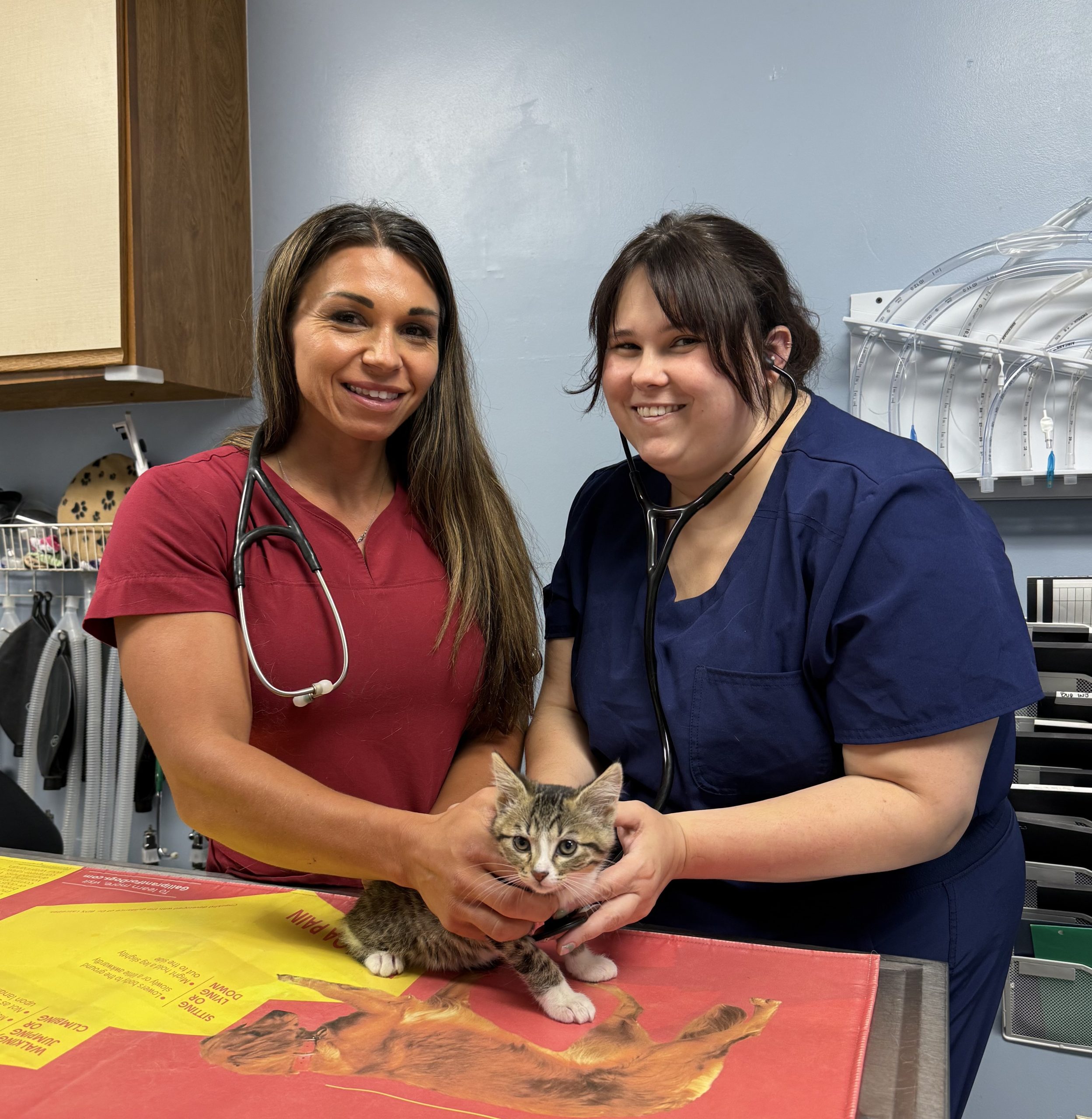 Understanding Heart Murmurs in Cats | Willoughby Veterinary Hospital